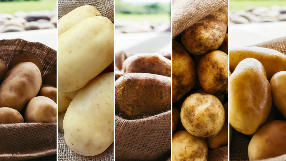 Conociendo nuestras variedades de papa - El Parque Papas