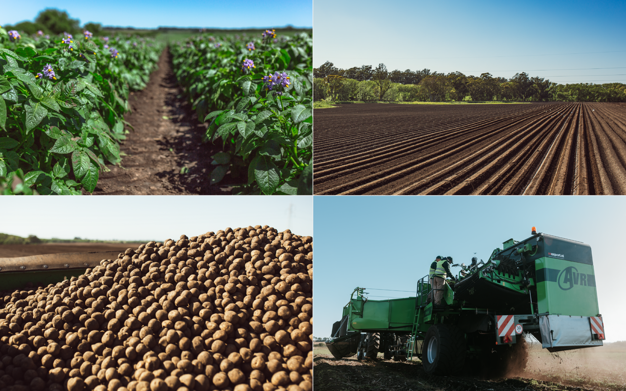 El ciclo de producción de la papa semilla - El Parque Papas